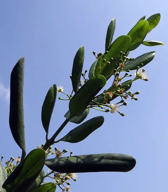 Is Pimento Wood Good For Smoking Foods? – Wood Questions